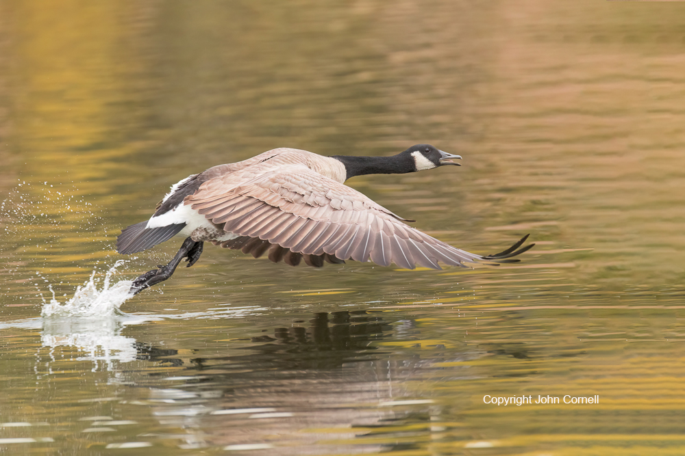 Cornell Nature Photography
